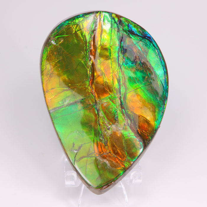 80g Multi Color Ammolite Fossil Specimen from Canada - Mineral Mike