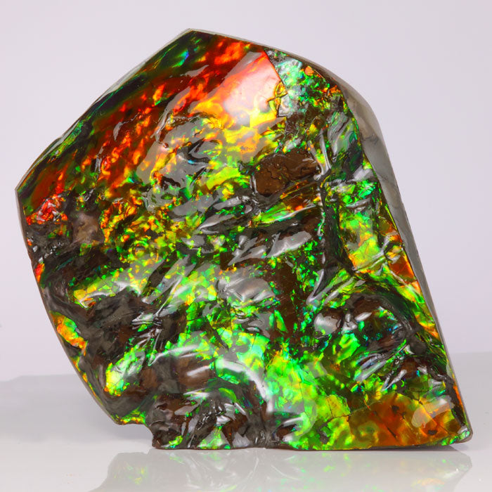 Ammolite Gem and Fossil Specimens for Sale - Mineral Mike