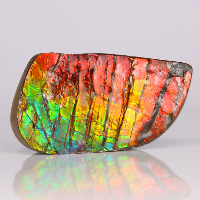 31g Vibrant Edge of an Ammolite Fossil Full of Color - Mineral Mike