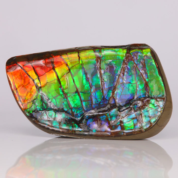 31g Vibrant Edge of an Ammolite Fossil Full of Color - Mineral Mike